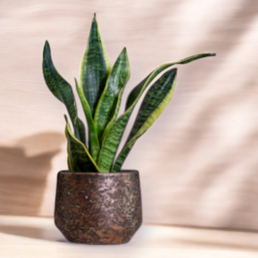 Nainital Succulents Buy Succulent Plants Online